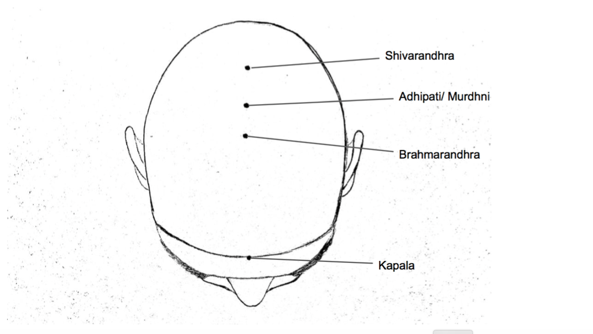 Pontos marma na cabeça para massagem - Blog Ayurvedana
